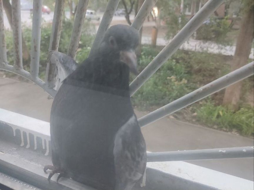 Ручной голубь