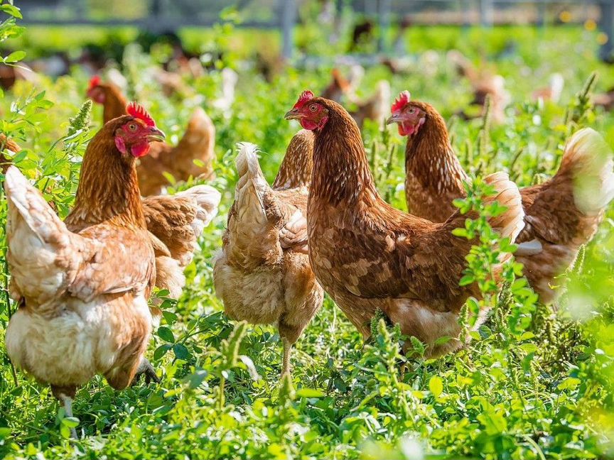 Куры Леггорн, куры Ломан Браун