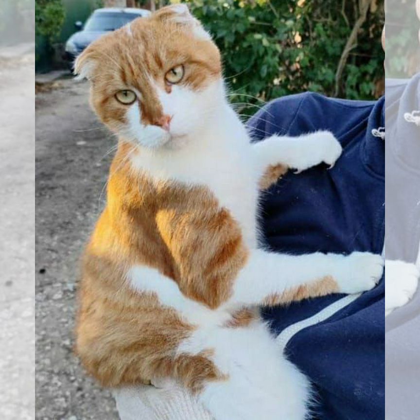 Котик вислоушик Гоша