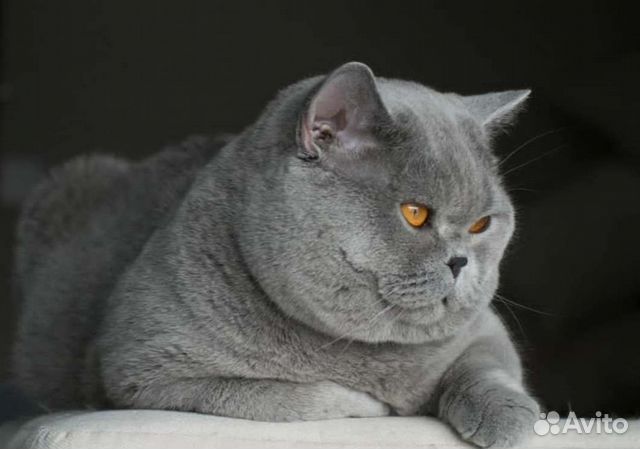 Британский кот и британские котята