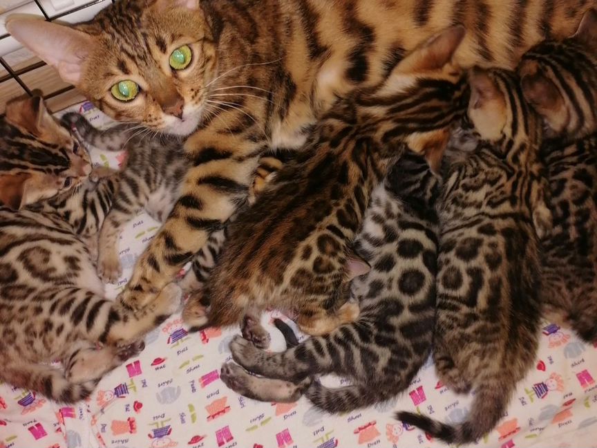 Бенгальские котята