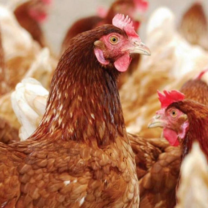 Курица молодка