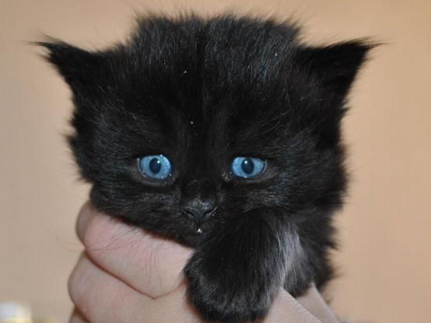 Сибирские малыши