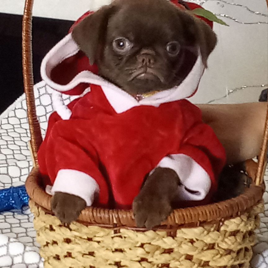 Пти Брабансон.Шоколадная девочка