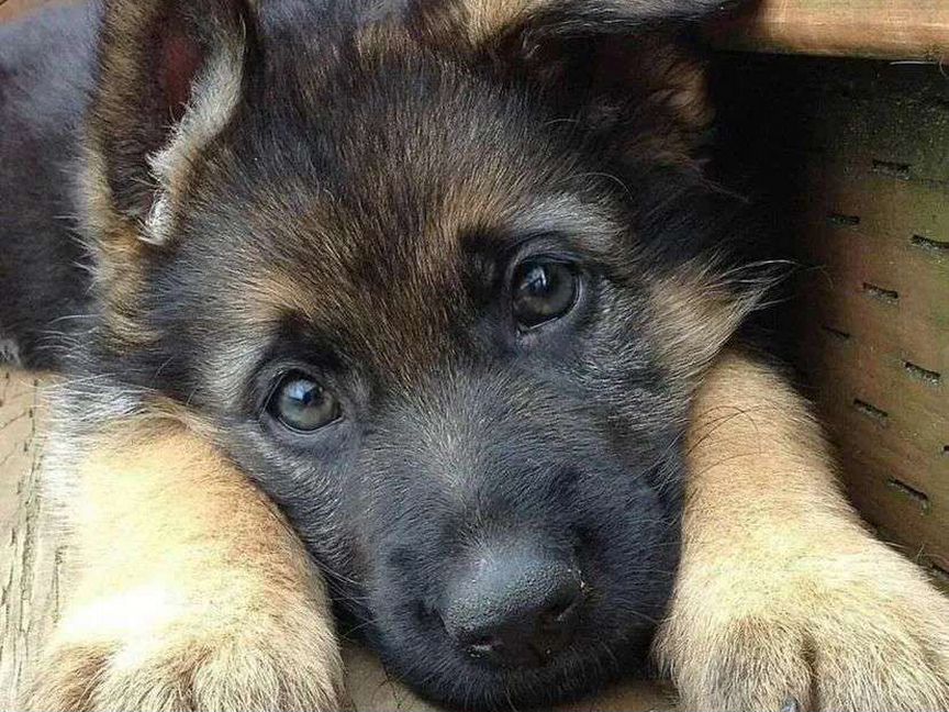 Щенки немецкой овчарки