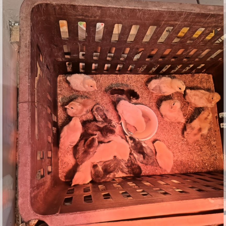 Цыплята домашние разных пород, недельные