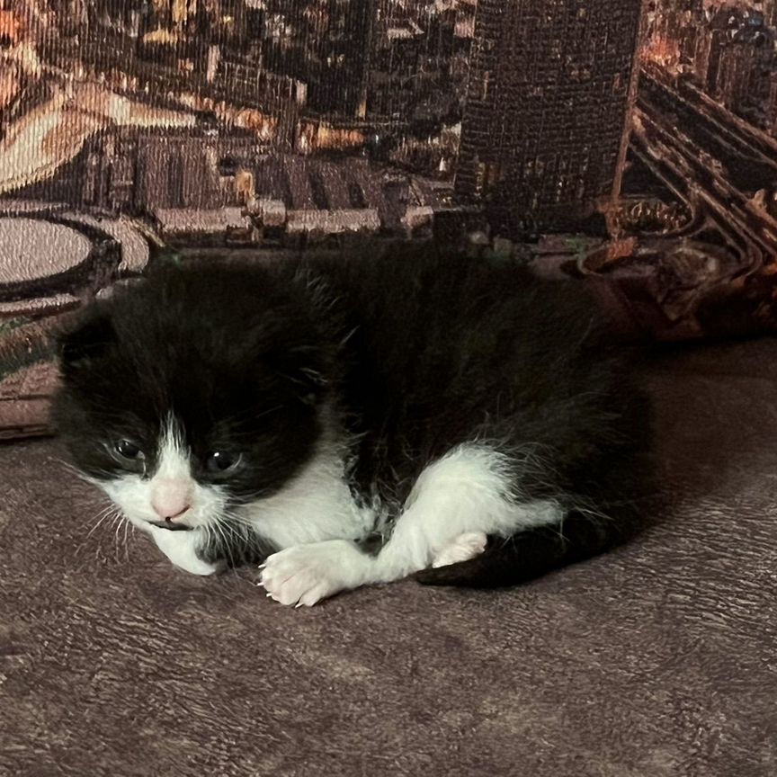 Котенок мальчик черно белый