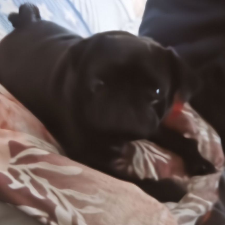 Мопс, взрослая собака