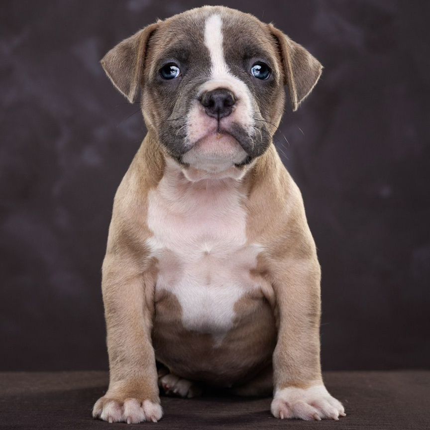 Американский булли девочка покет