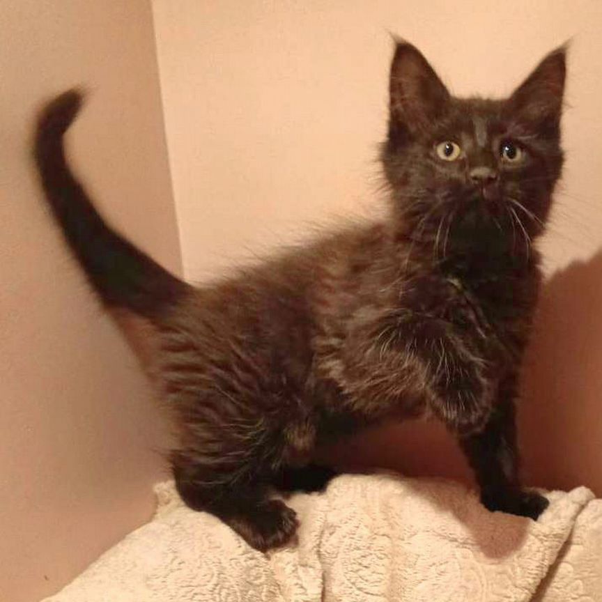 Милый котенок ищет дом