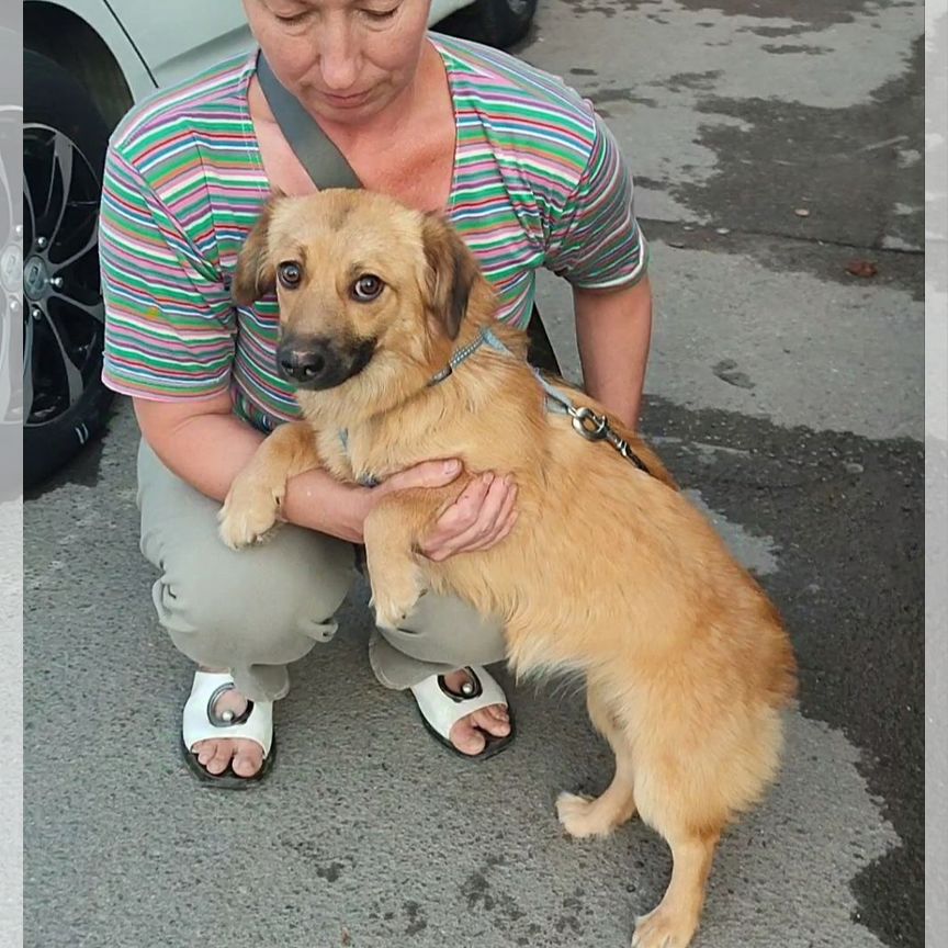 Собака в добрые руки