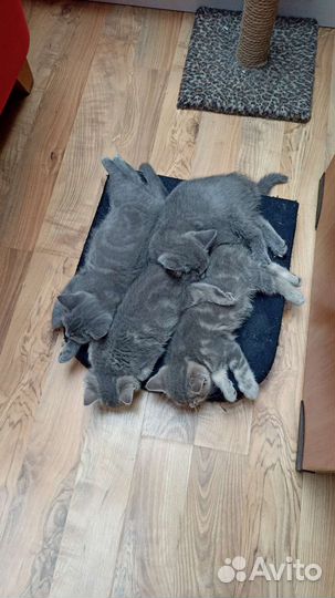 Отдам в добрые руки котят