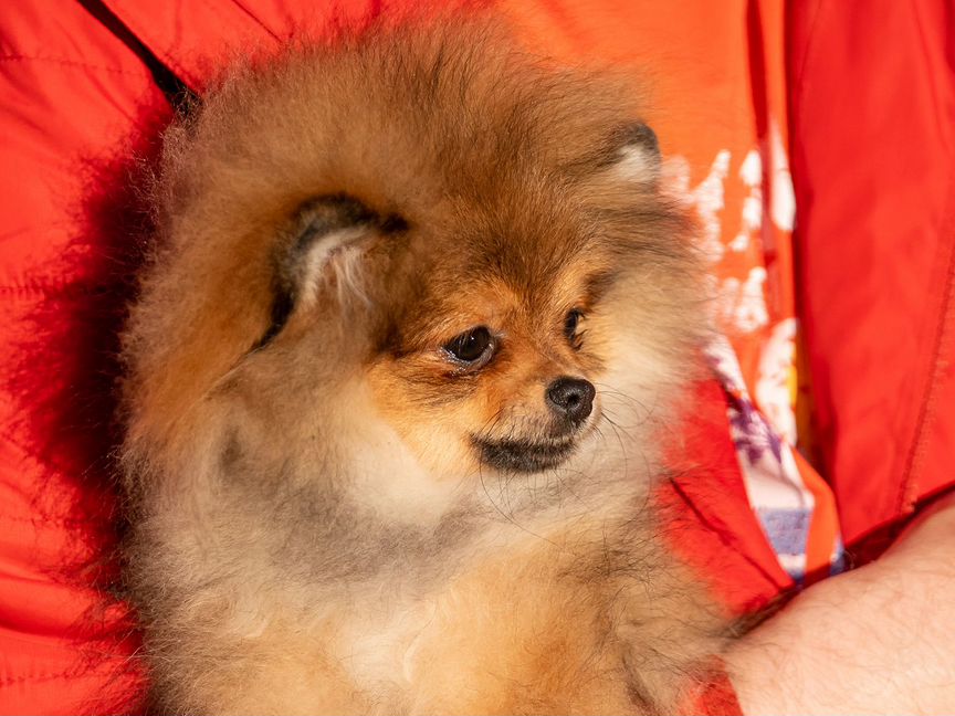 Померанский шпиц мини