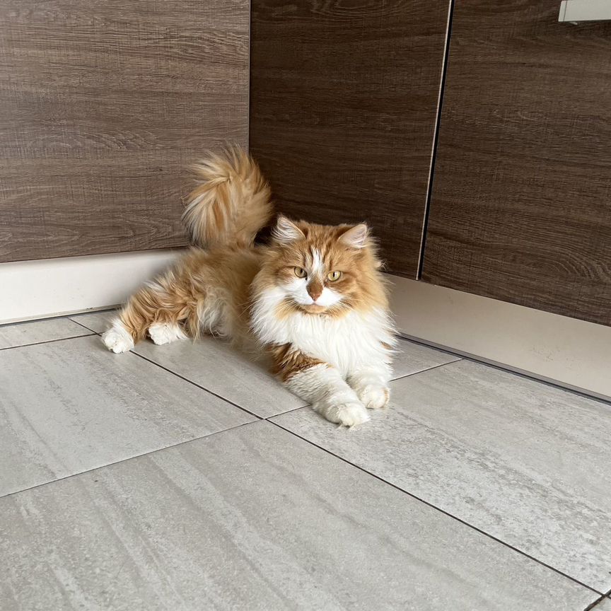 Сибирская кошка для свяски