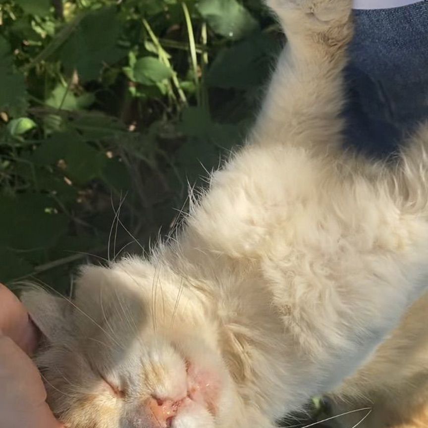 Кот тактильный и ласковый