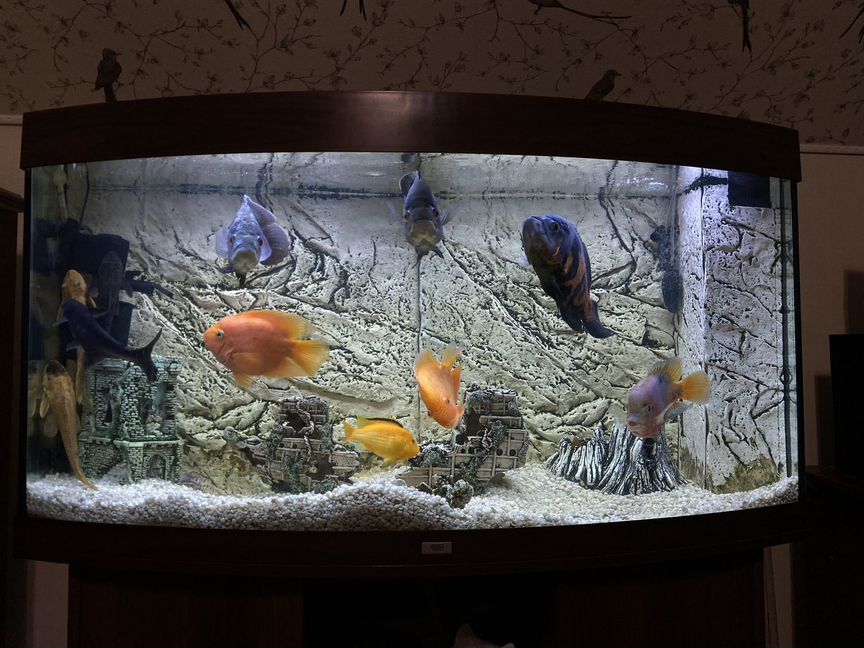 Продается аквариум