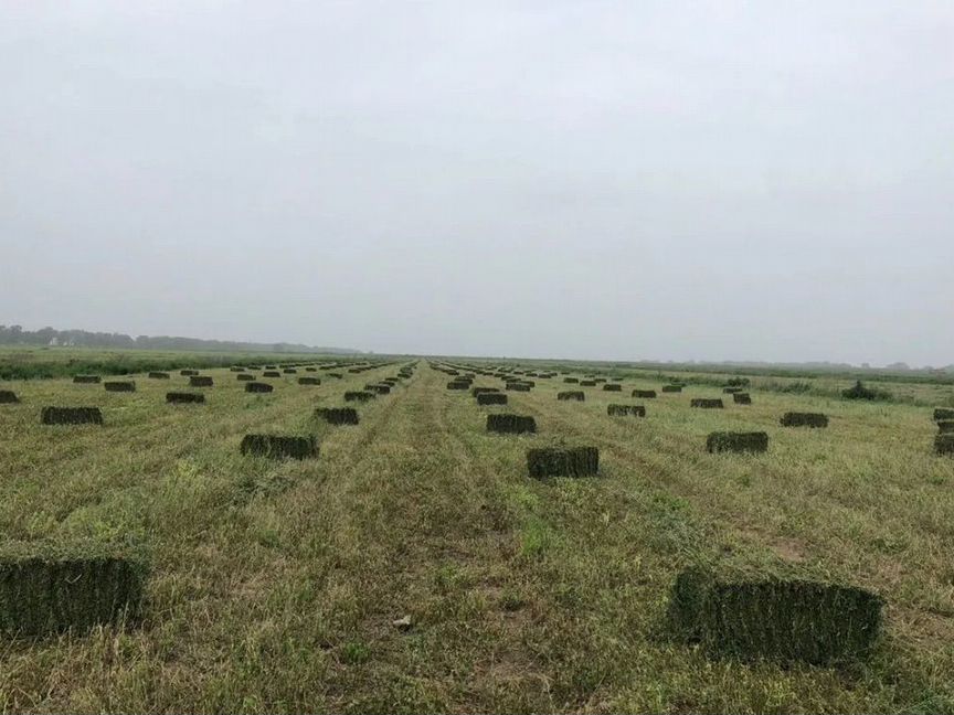 Сено люцерна в тюках