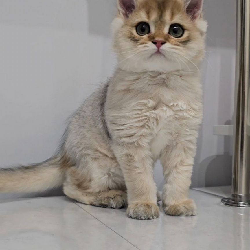 Котята золотая шиншилла