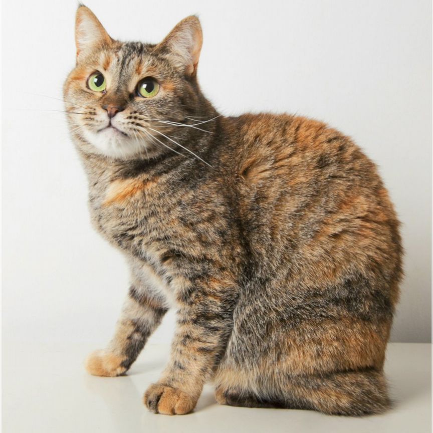 Взрослая кошка в добрые руки