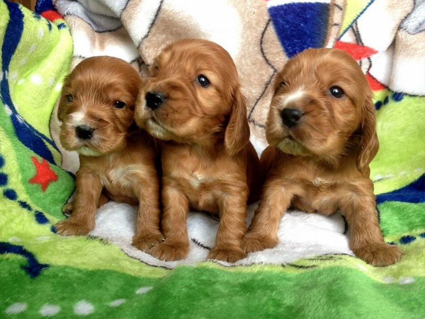 Щенки кокер спаниеля