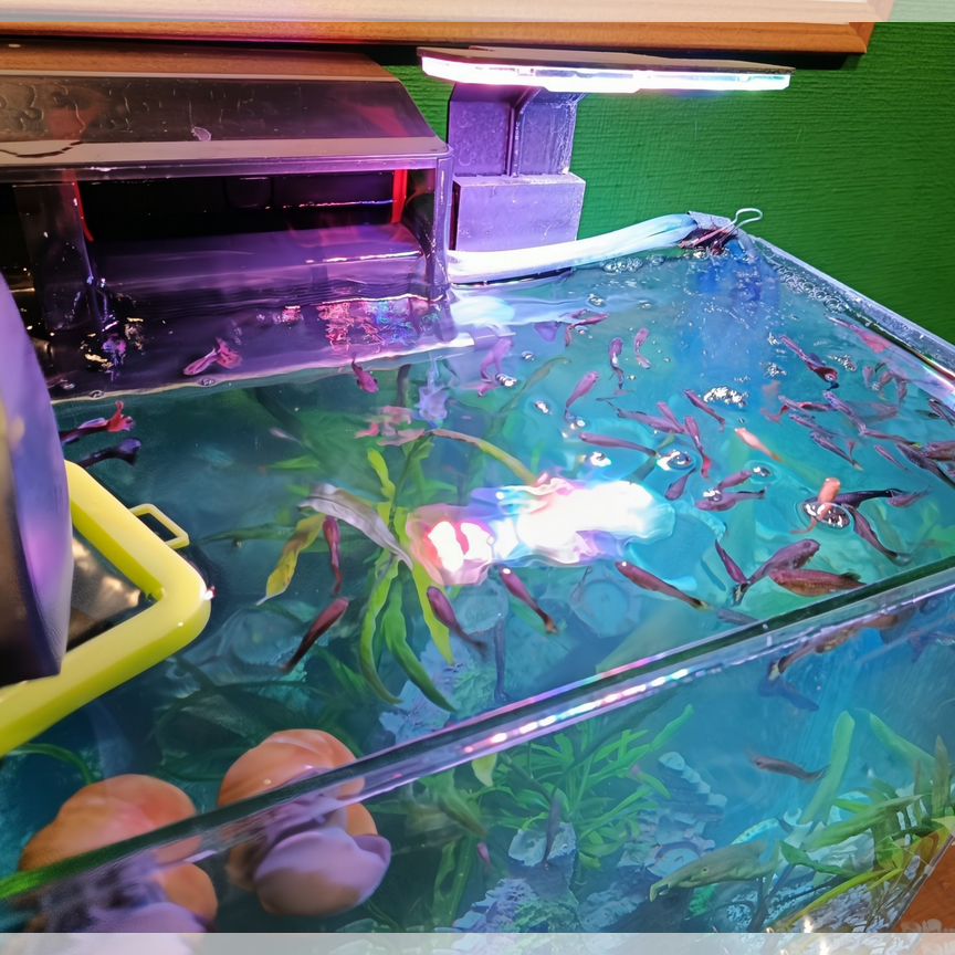 Продам/обменяю рыбок гуппи микс при самов-е 550р