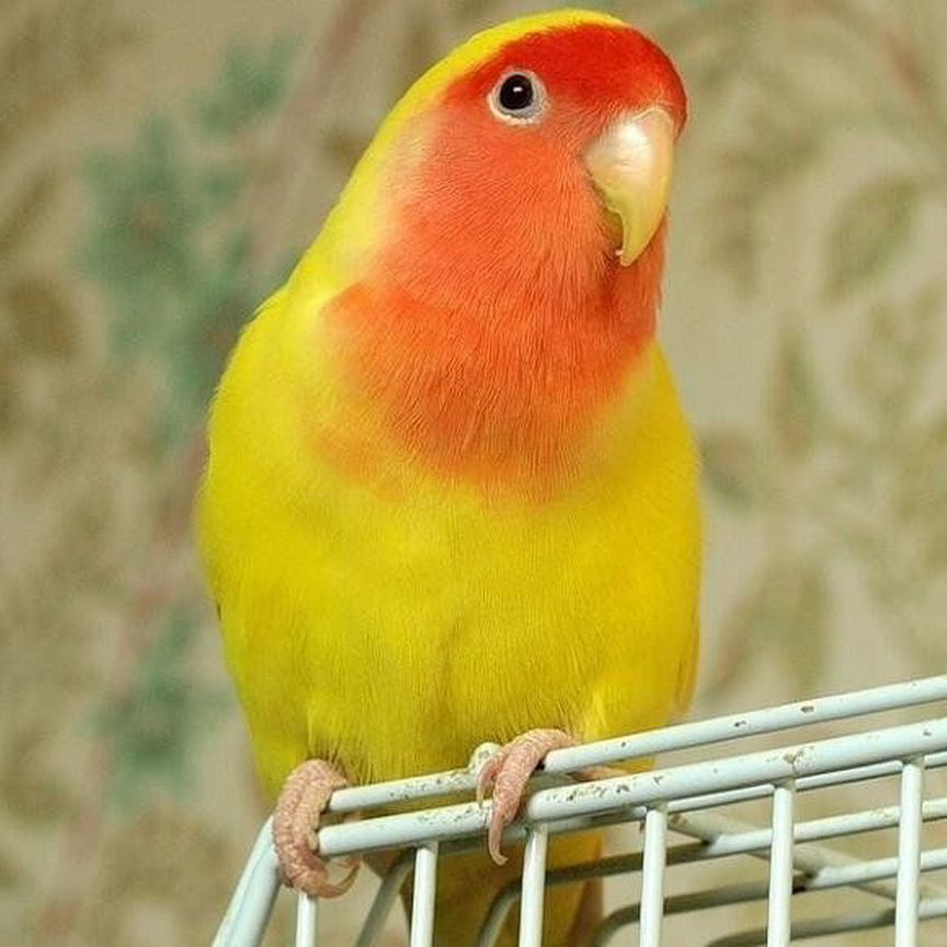 Попугай неразлучники ручные