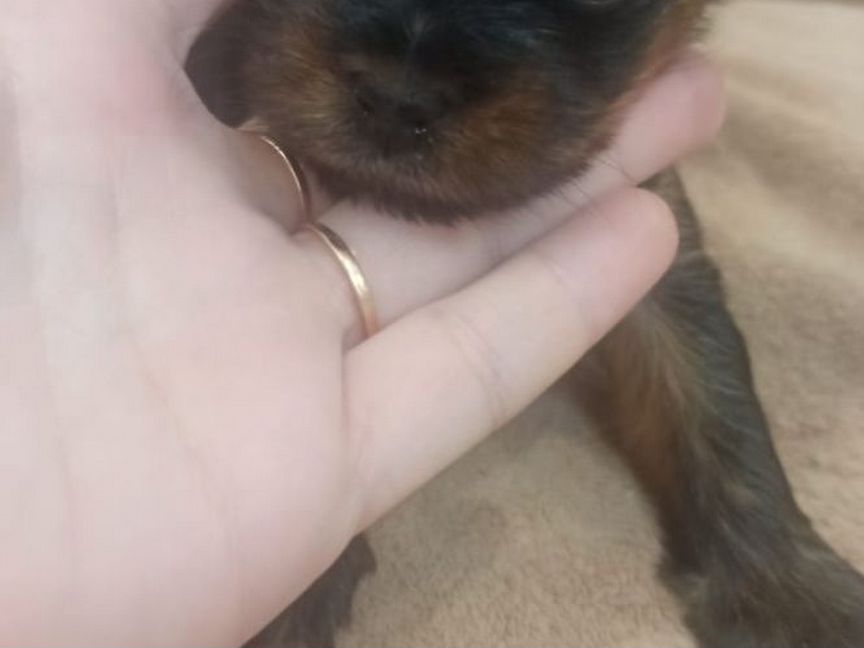 Йоркширский терьер щенки