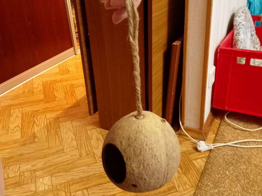 Кокос для попугаев