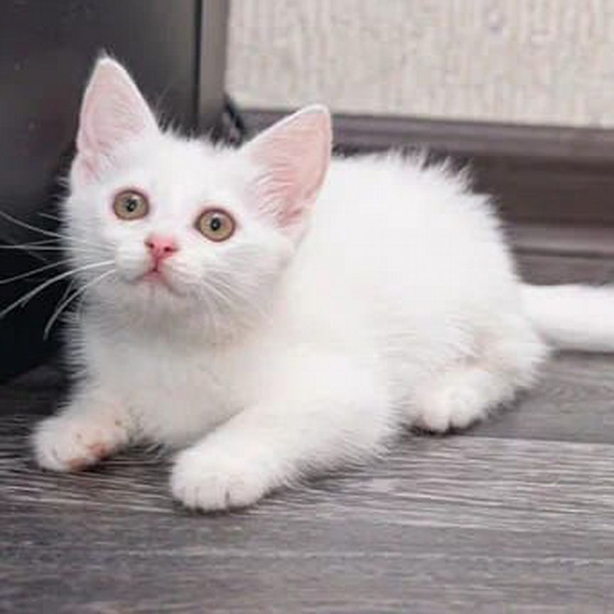 Котята девочки в добрые руки