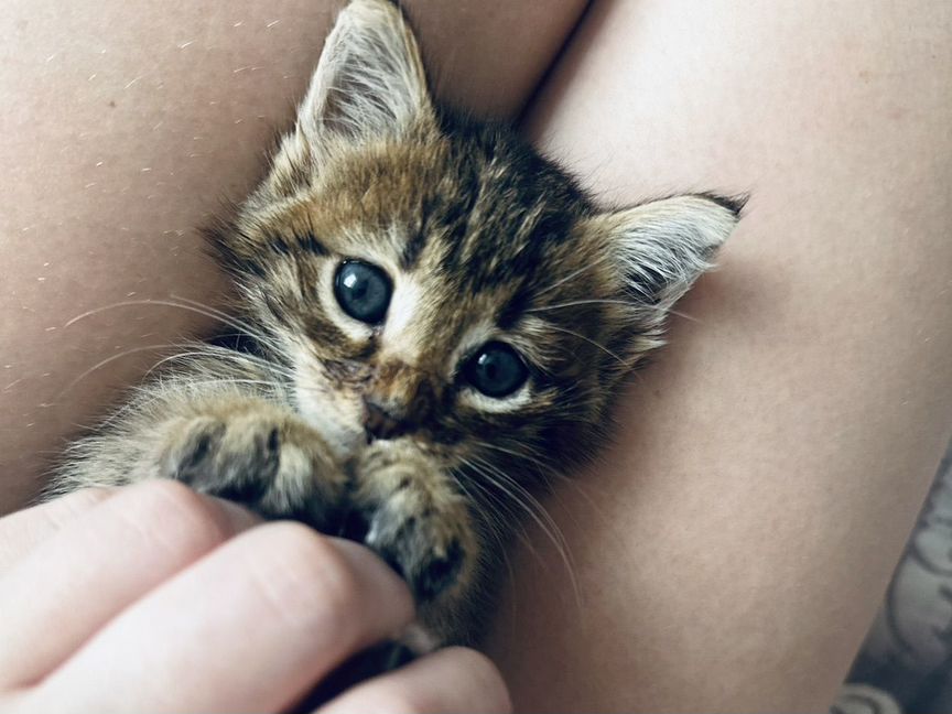 Котенок девчушка