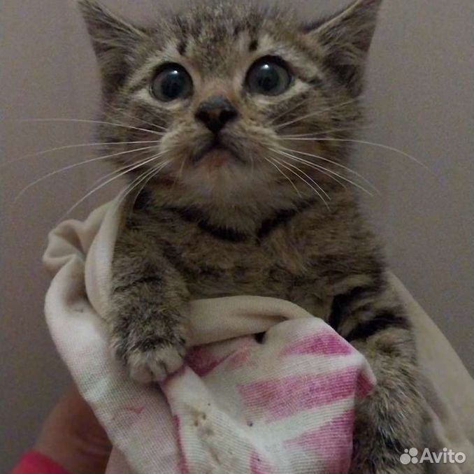 Гаврюша,кошечка,2 месяца ищет дом