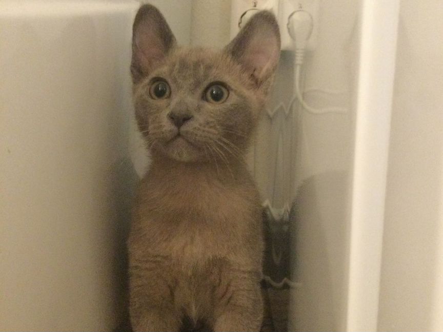 Бурманские котята