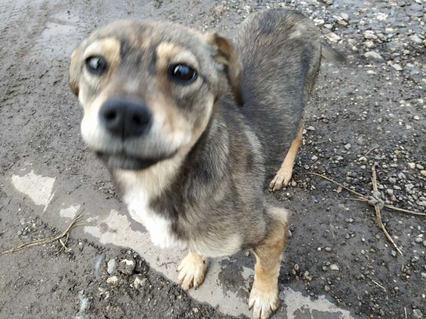 Кутята в добрые руки