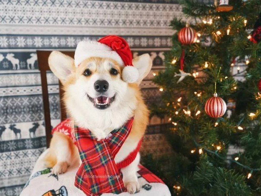 Продаются щенки Вельш корги пемброк