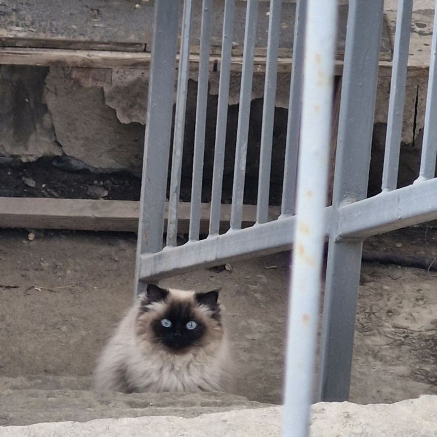 Сиамская, взрослая кошка