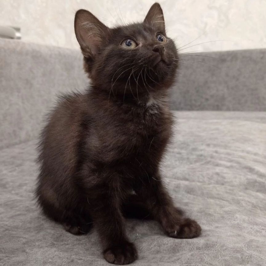 Которебенок в добрые руки