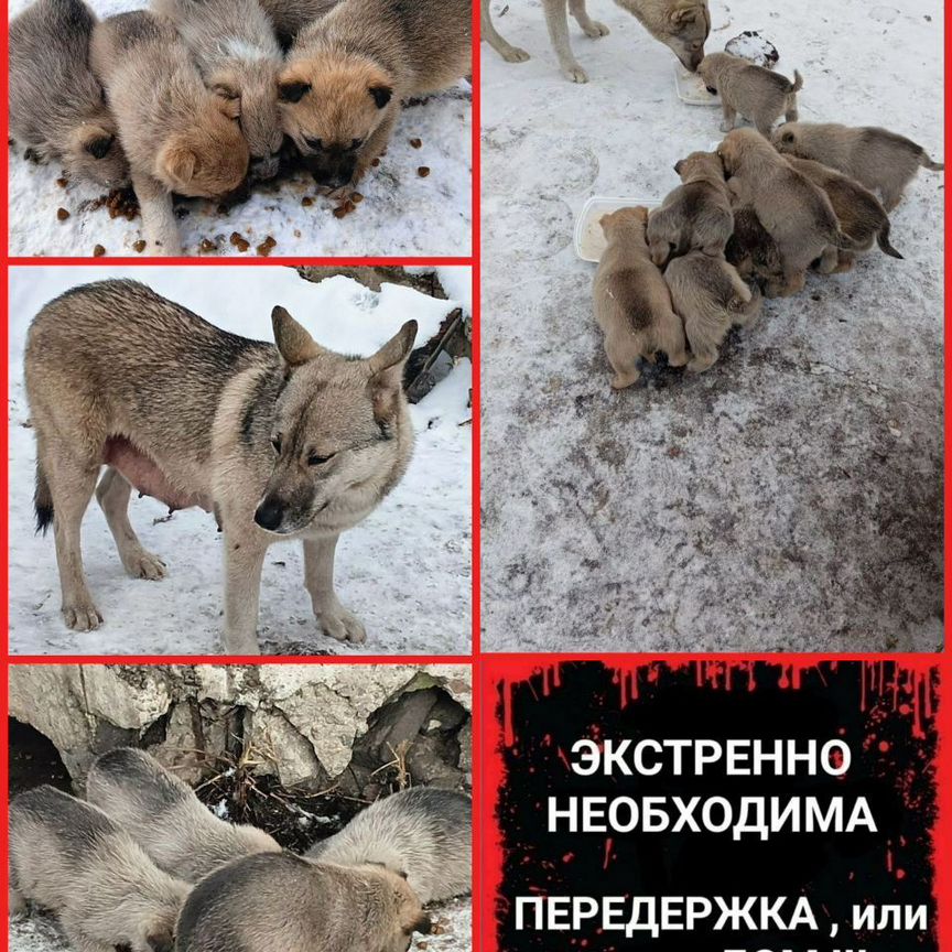 Щенки в добрые руки