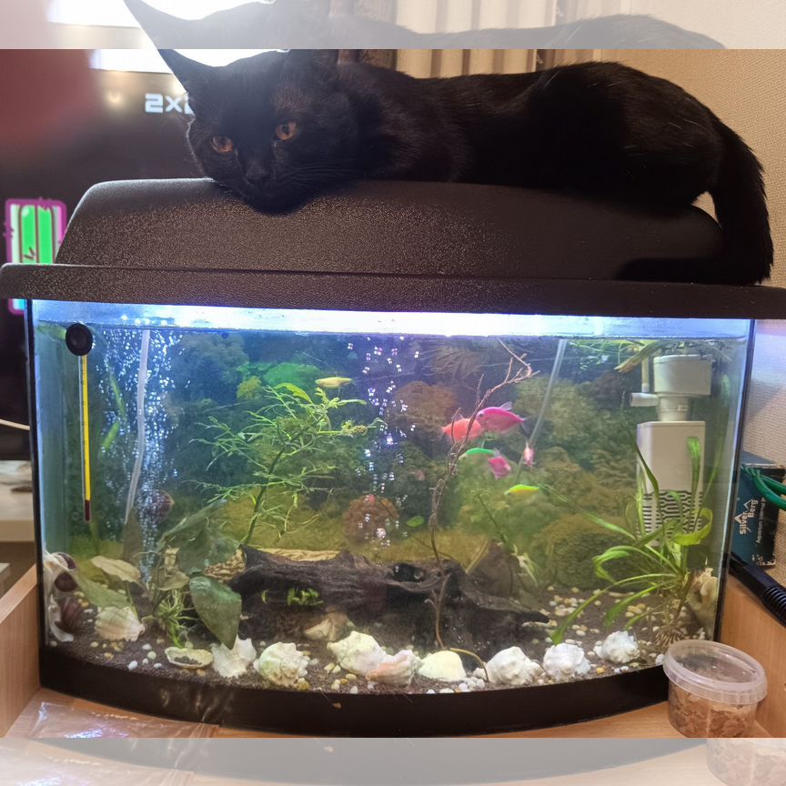 Аквариум бу с рыбками на брони