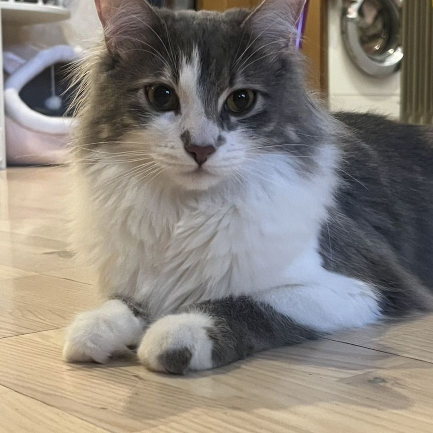 Отдам В добрые руки