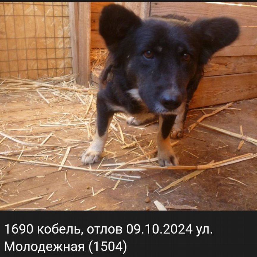 Коротышка в усыпалке маленькая собака