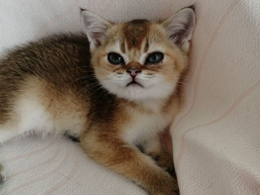 Котик золотая шиншилла. Доставка
