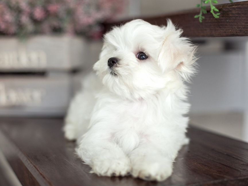 Продам щенков Мальтезе 2,5 мес