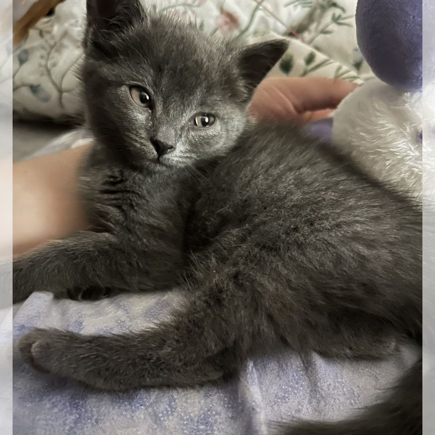 Шотландский прямоухий короткошёрстный котёнок