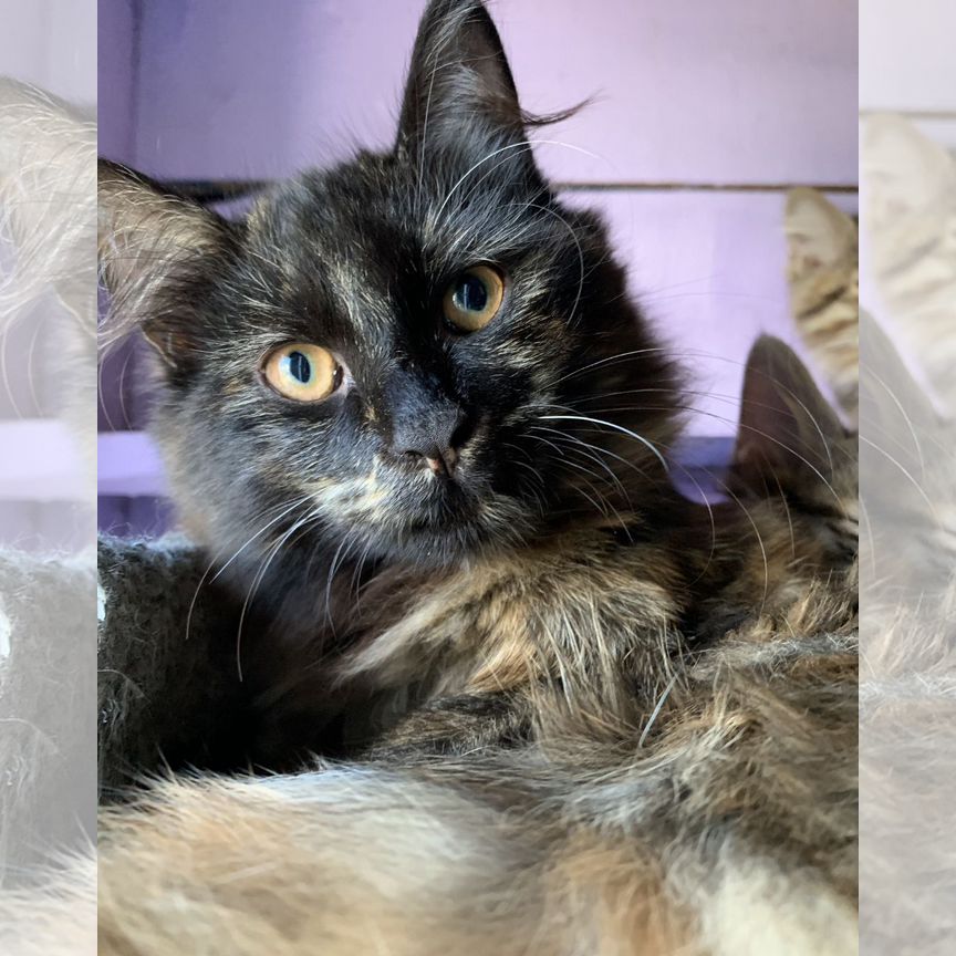 Котенок курильский бобтейл