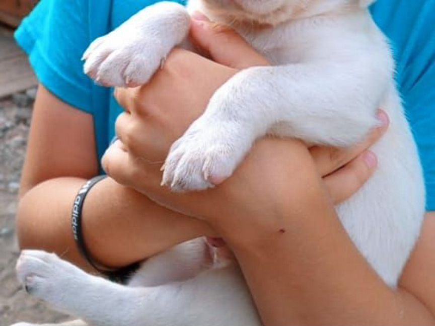 В добрые руки