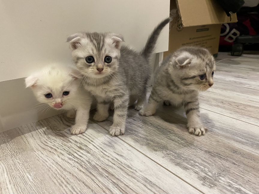 Шотландские вислоухие котята