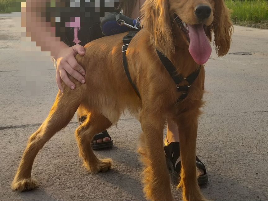 Мальчик кокер спаниеля 7 месяцев