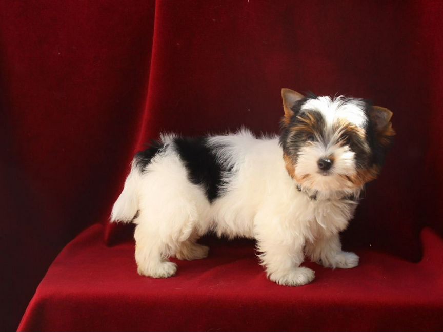 Йоркширский терьер бивер