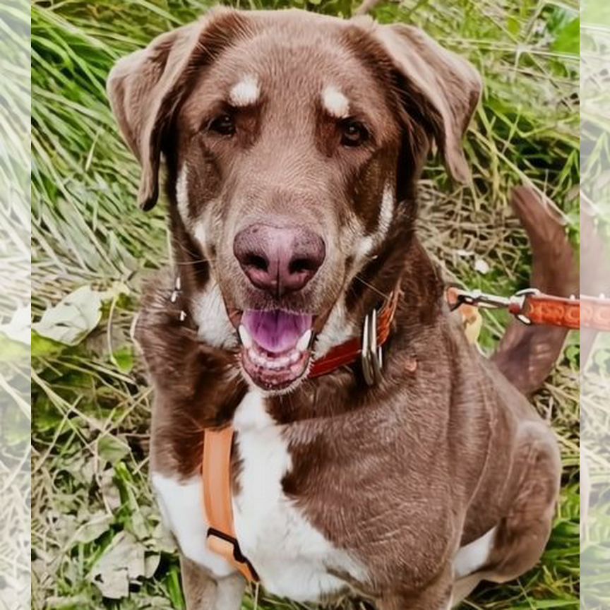 Взрослая собака в добрые руки