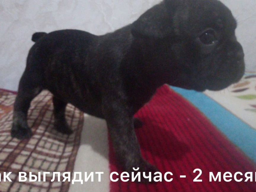 Французский бульдог